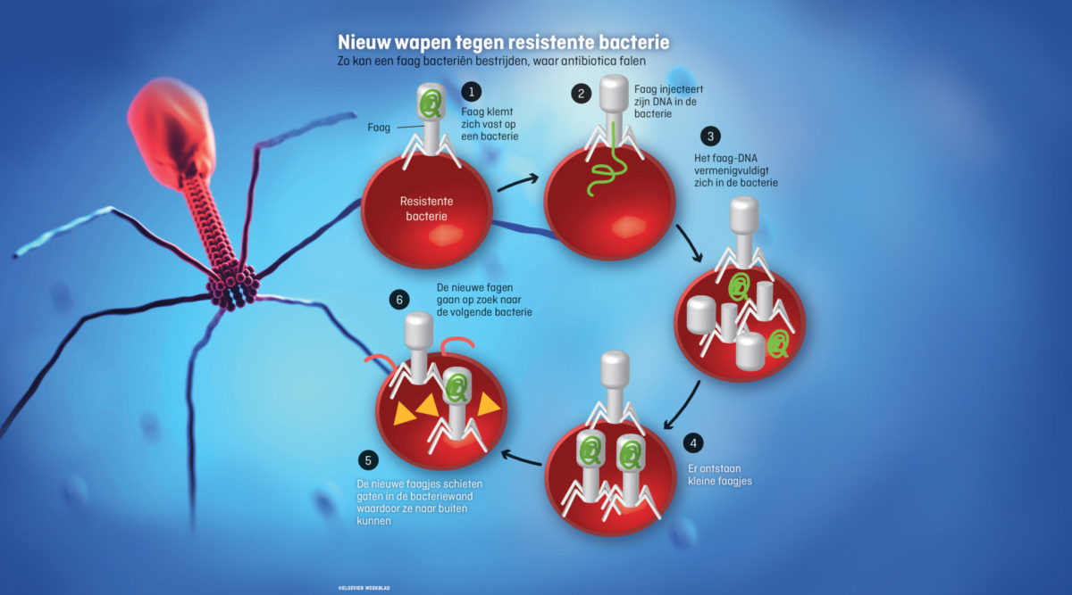Kan bacteriofaag antibiotica vervangen? - EWmagazine.nl