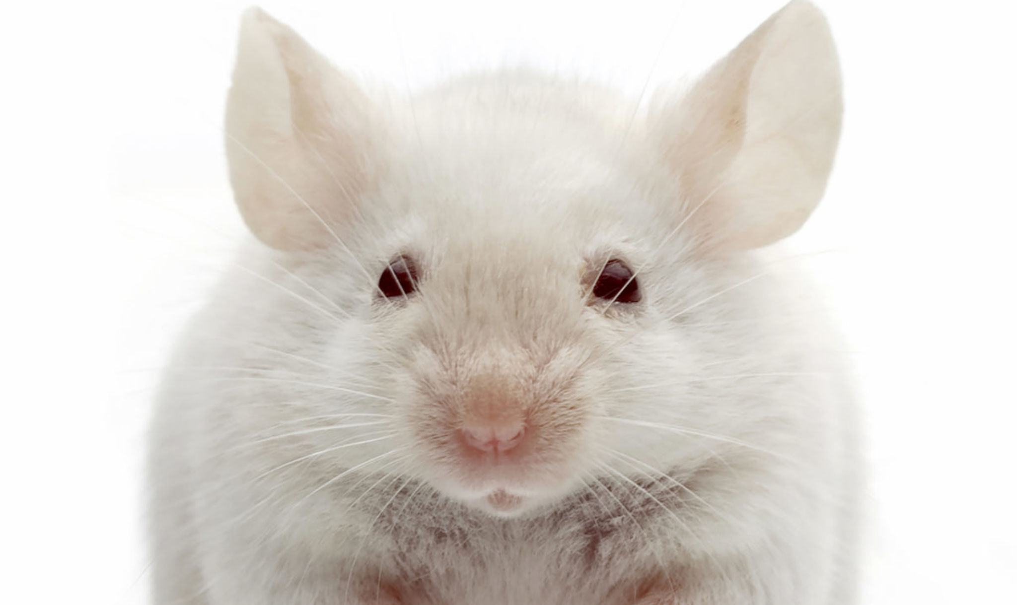 Valkuilen bij de publicatie van wetenschappelijke artikelen - EW