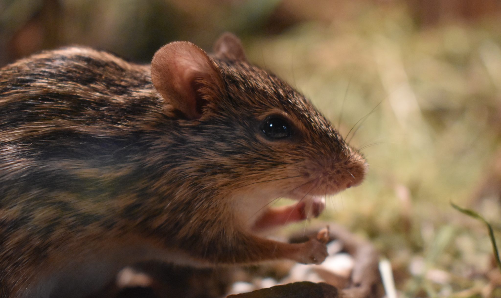 Krijgen we na 2022 ratten- en muizenplagen in Nederland? - EW