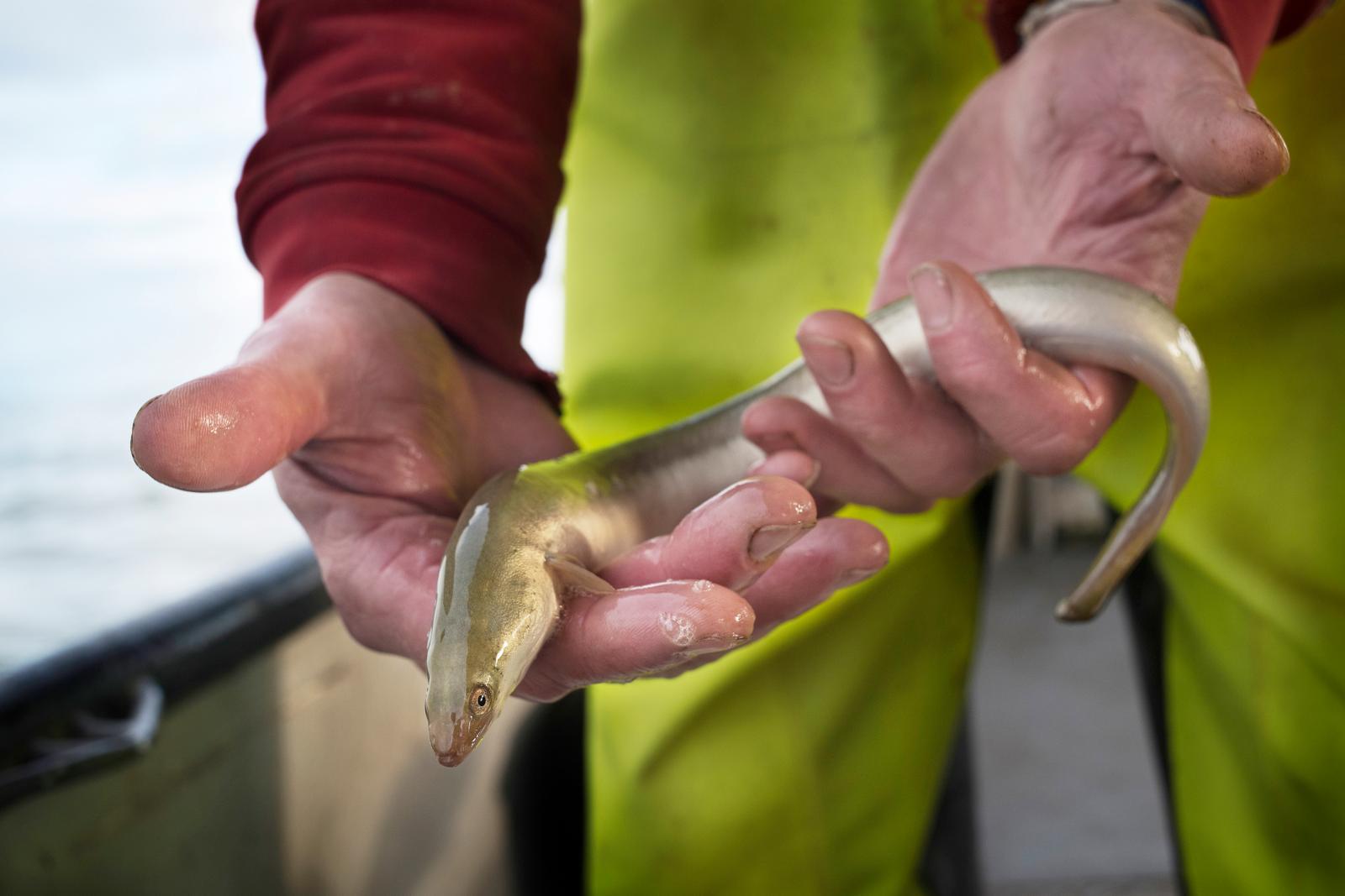 Palingcultuur heeft het al jaren zwaar, maar blijft springlevend - EW