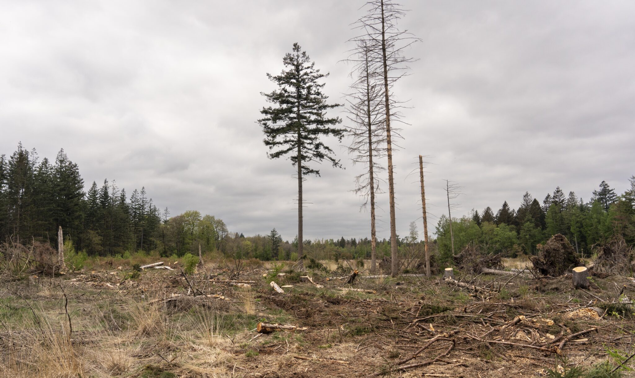Knuffelen, die twintig bomen per Nederlander - EW