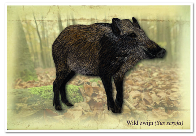 Van bultrug tot wisent: alle grote wilde beesten van Nederland - EW