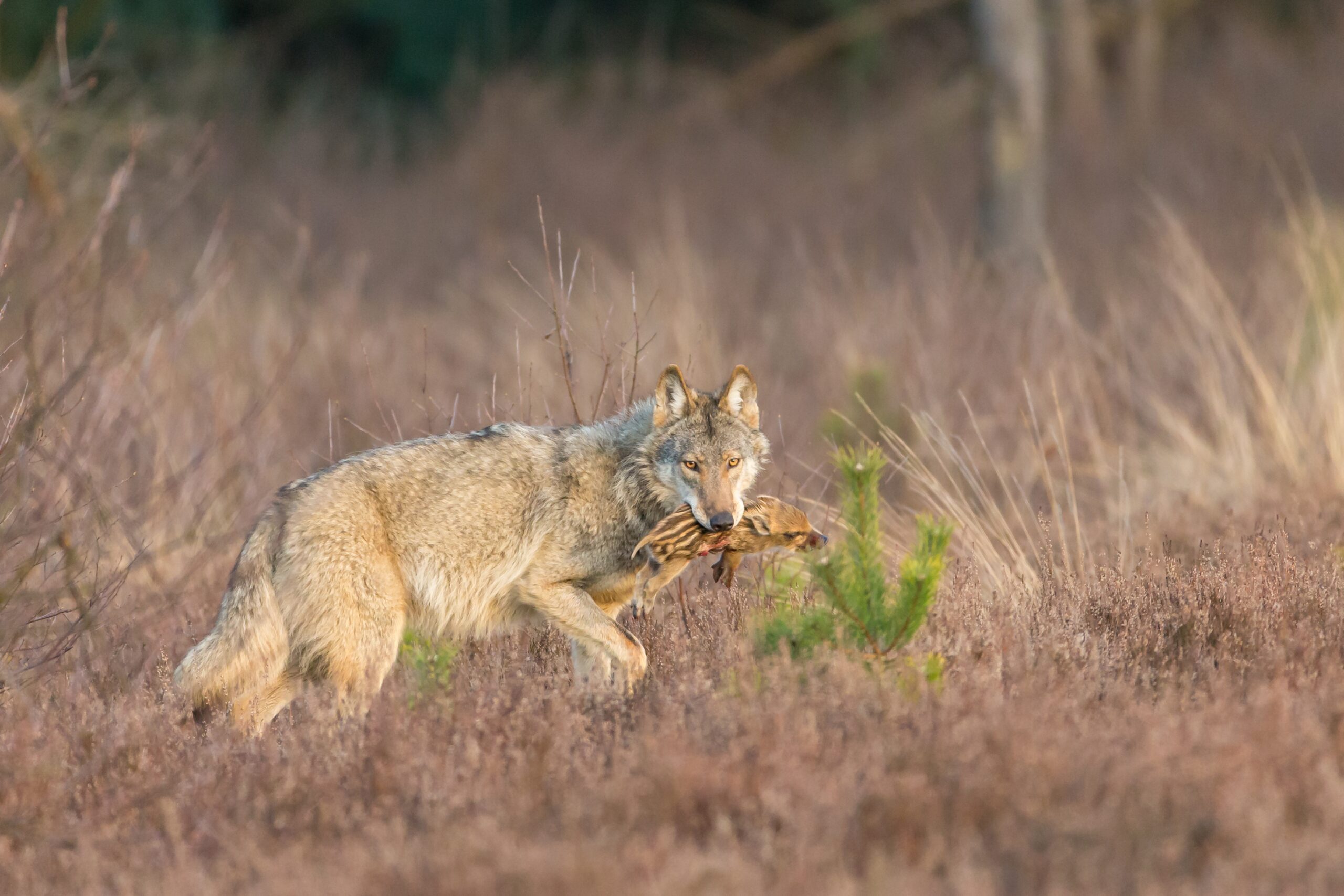 Duitsers weten wat de grootste vijand van de wolf is - EW